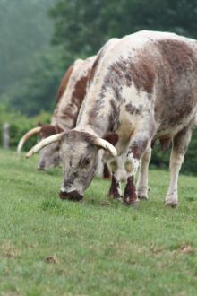 Longhorn Cattle | Watton Farm Devon | Meat Boxes